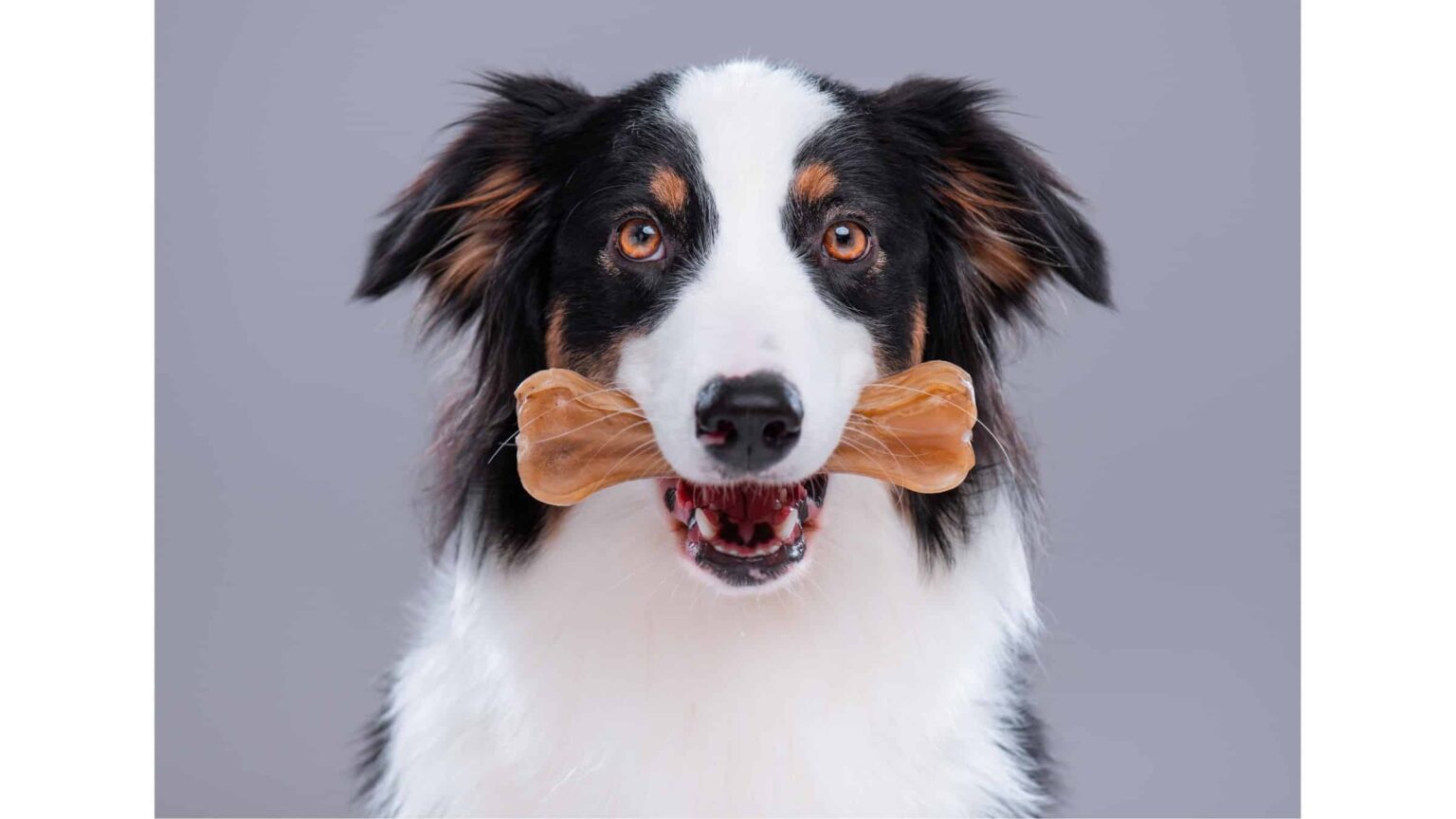 The 11 Best Chewing Bones for All Dogs, Both Big and Small