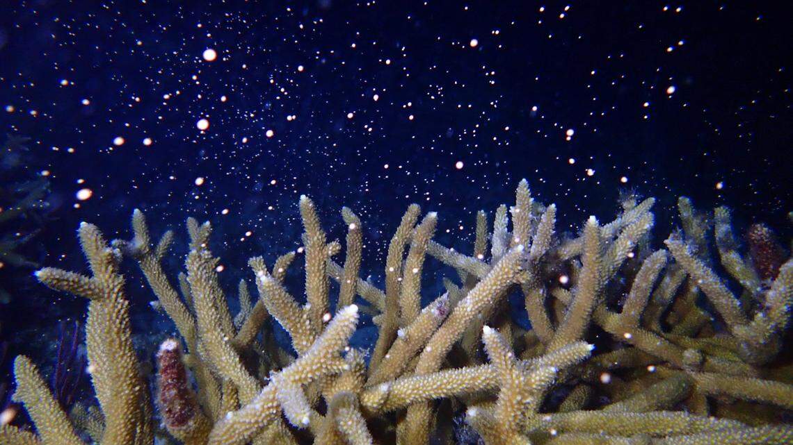 Scientists want to rescue reefs and protect Miami with tougher breeds ...