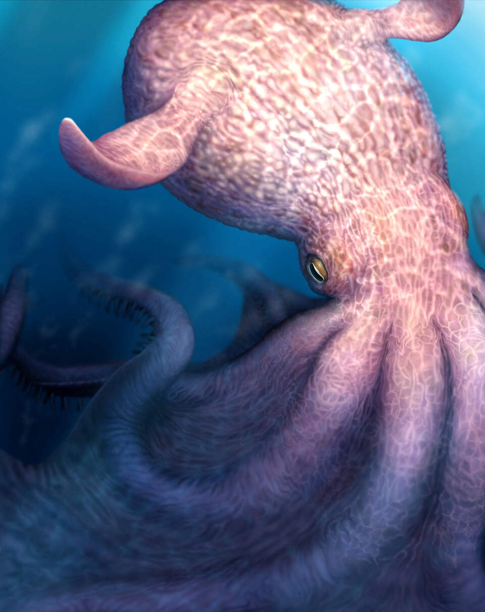 Massive Finned Octopus Ruled Ancient Seas. It’s a New Species | Kansas ...