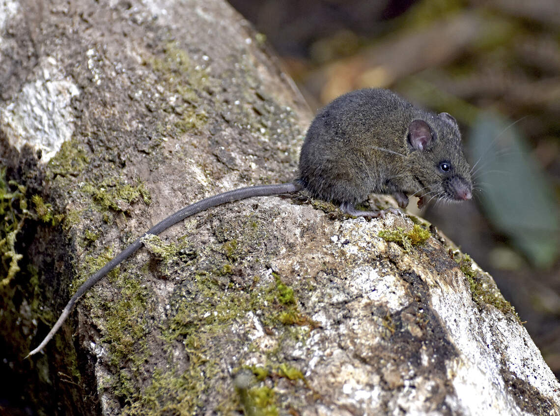 New species of mountain mouse discovered in Ecuador. See it | Miami Herald