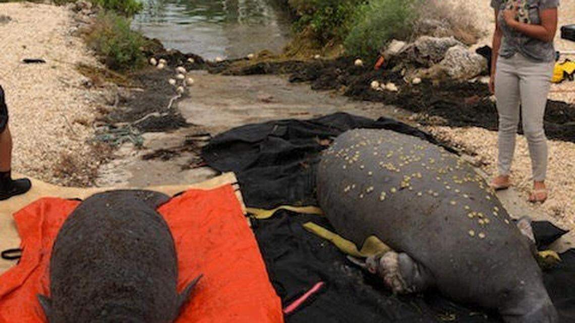 Injured manatee rescued in Florida Keys | Miami Herald