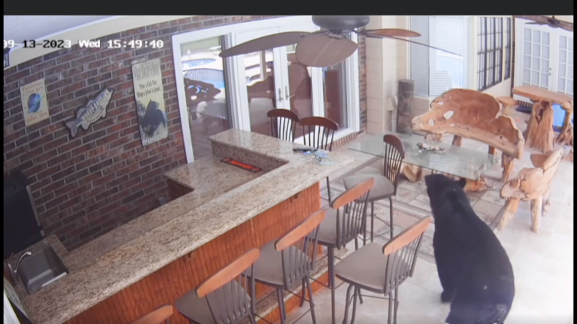 Video: See three-legged bear break into Florida home | Miami Herald