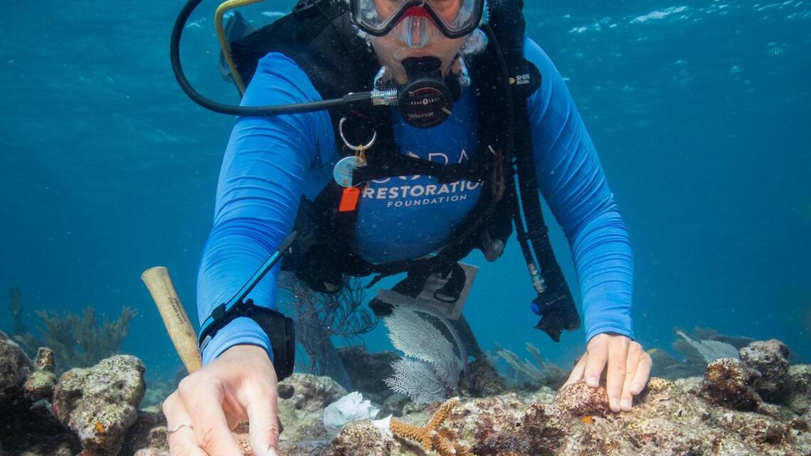 Coral reefs in Miami, Keys get help | Miami Herald