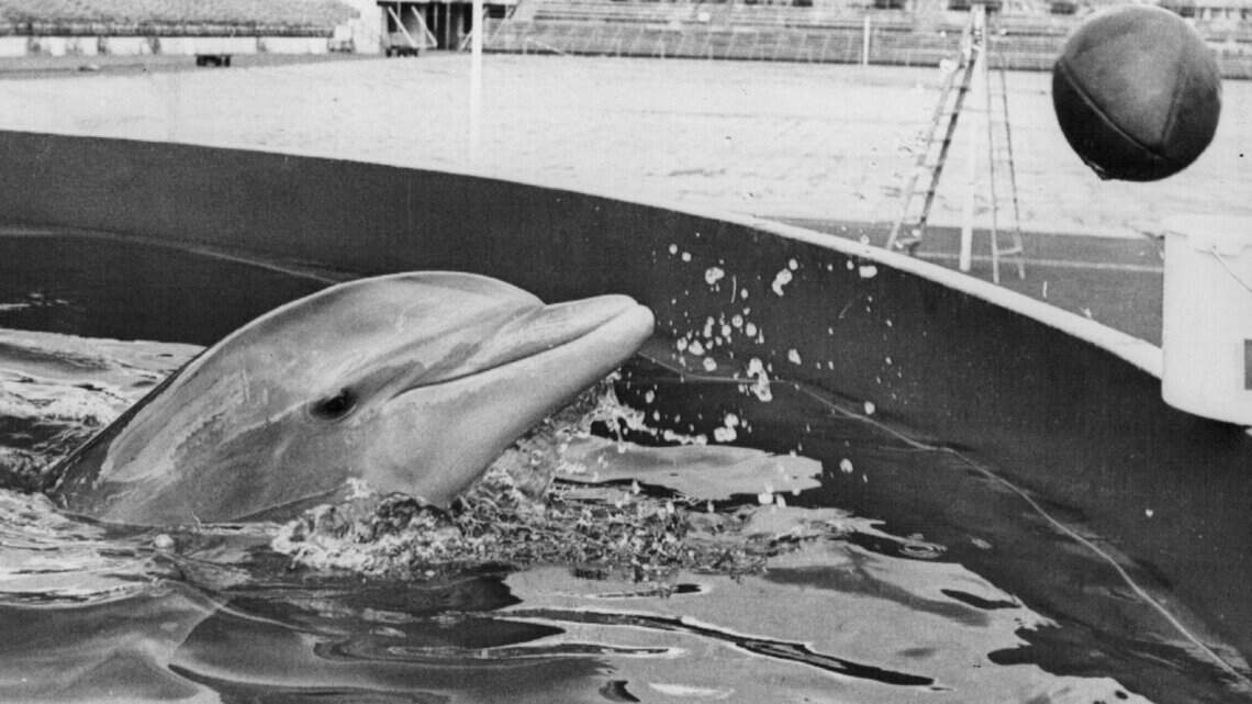 Miami Dolphins: Photos of first season in 1966 | Miami Herald