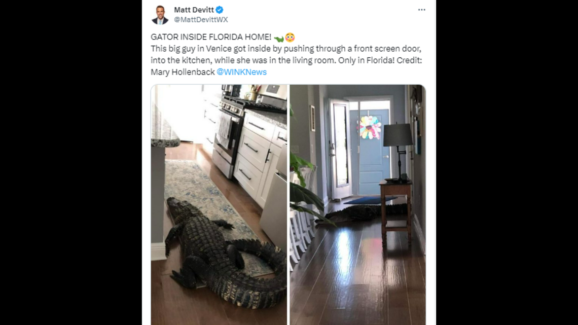 Alligator captured in Florida home’s kitchen, state says | Miami Herald