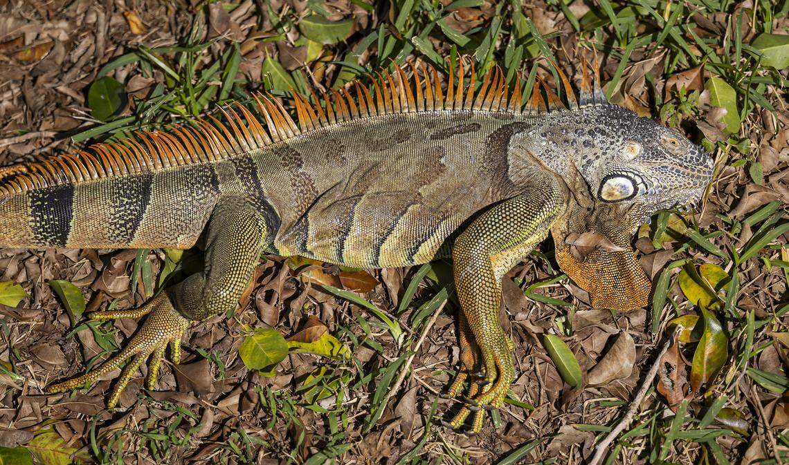Florida cold snap sparks mass collection of invasive green iguanas ...