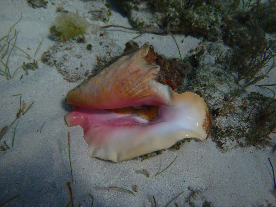 What’s a queen conch? Why can you go to jail in Florida for taking one ...
