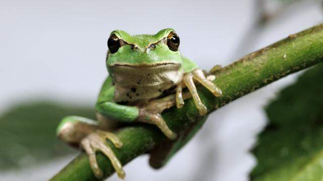 Scientists Say ‘One’ Frog Species May Actually Be Several | Kansas City ...