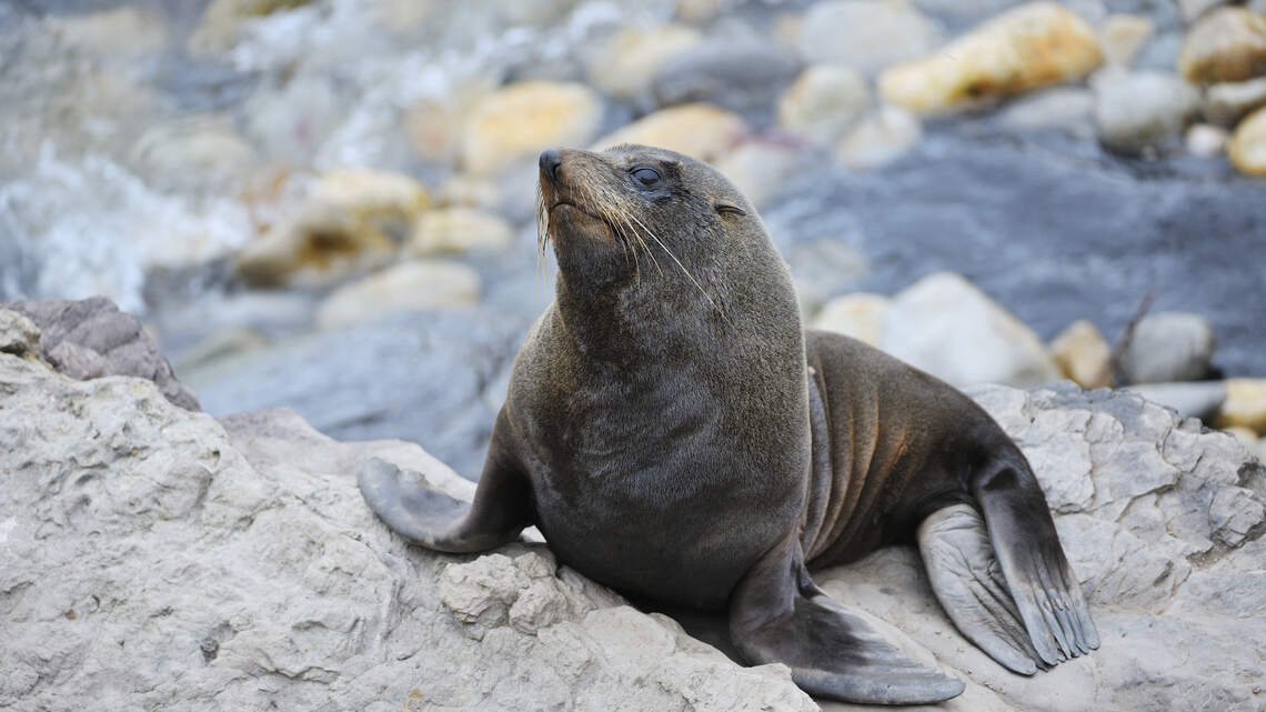 Dogs attack and kill fur seal at Kina Beach, New Zealand | Miami Herald
