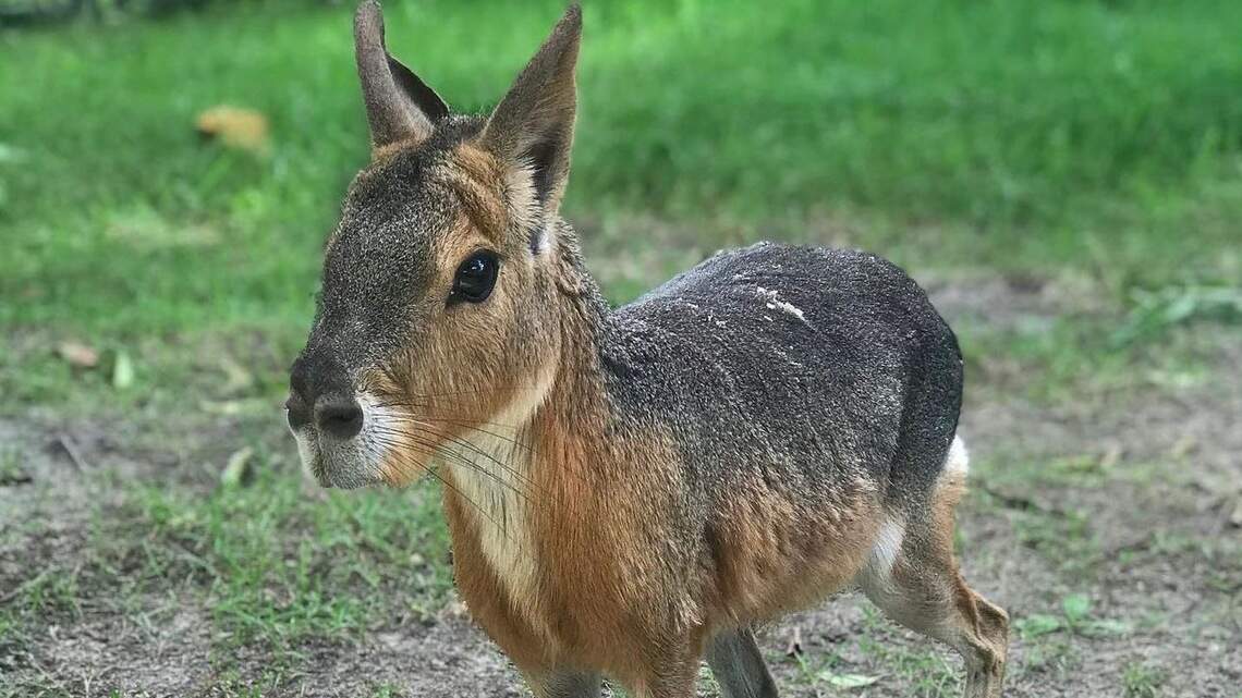 Two animals die at Zoo Miami after health issues | Miami Herald