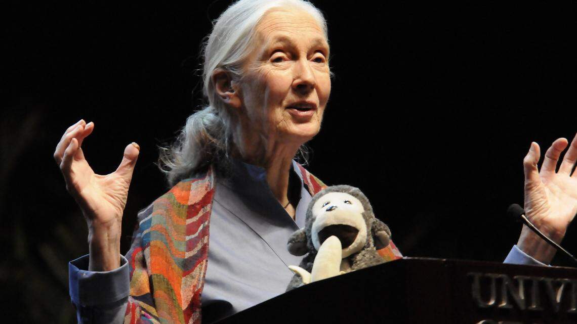 Remembering Jane Goodall’s talk at University of Miami | Miami Herald