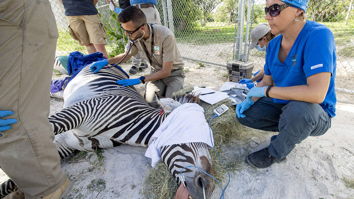 Zebra treated at Zoo Miami for hoof condition: Video | Miami Herald