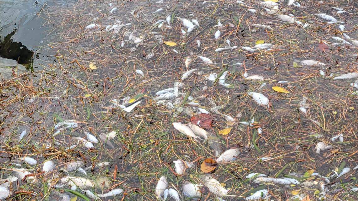 North Biscayne Bay site of a fish kill | Miami Herald