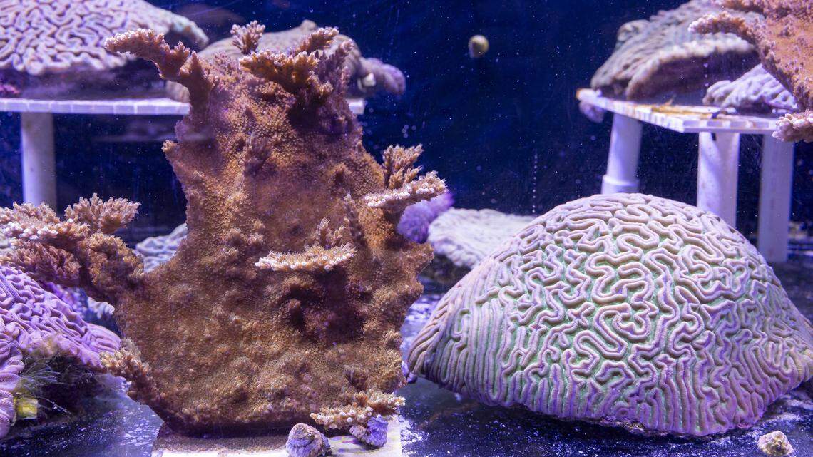 Coral spawn in Miami lab | Miami Herald