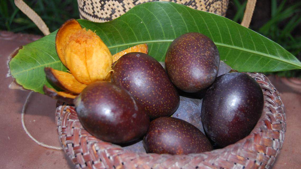 The rare blue mango, called Kastoree, is grown at Fairchild | Miami Herald