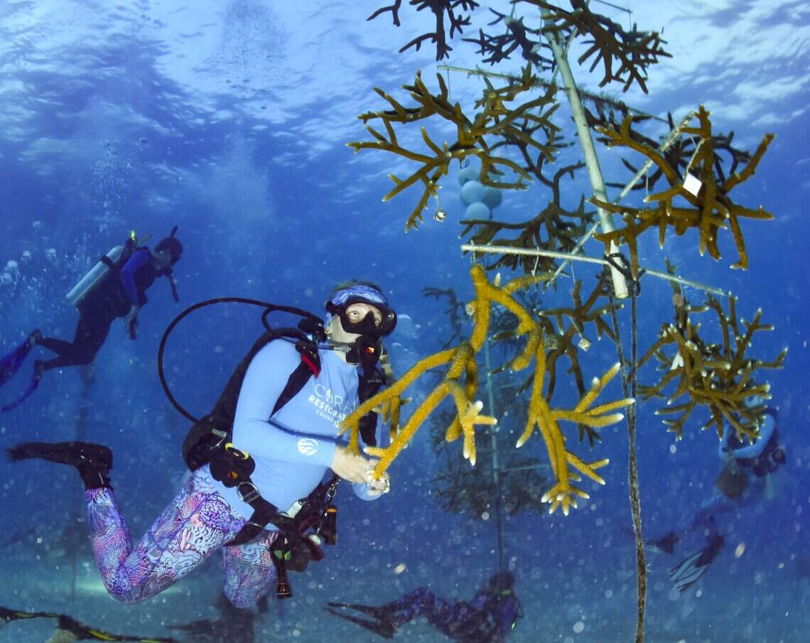Sex In The Sea Coral Spawn Offers Hopes For Florida Reefs Miami Herald