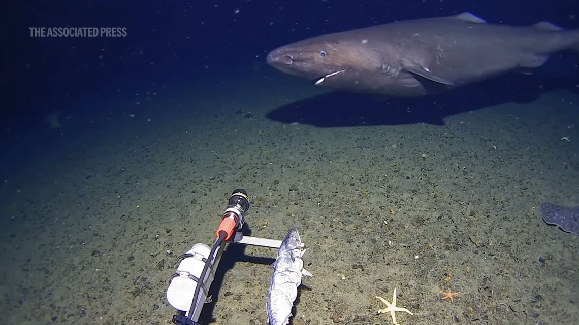 First Shark Recorded In Antarctic Deep Freezing Waters | Kansas City Star