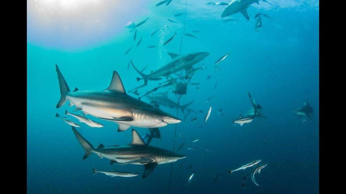 Aerial video captures sharks gathering off Florida island | Miami Herald