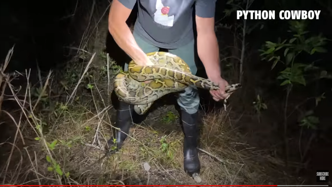 Video shows 2 men needed to get Florida python off man’s arm | Miami Herald