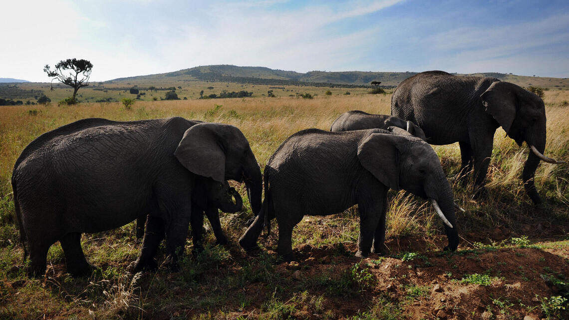 New Discovery Linked to Hannibal’s Legendary War Elephants | Charlotte ...
