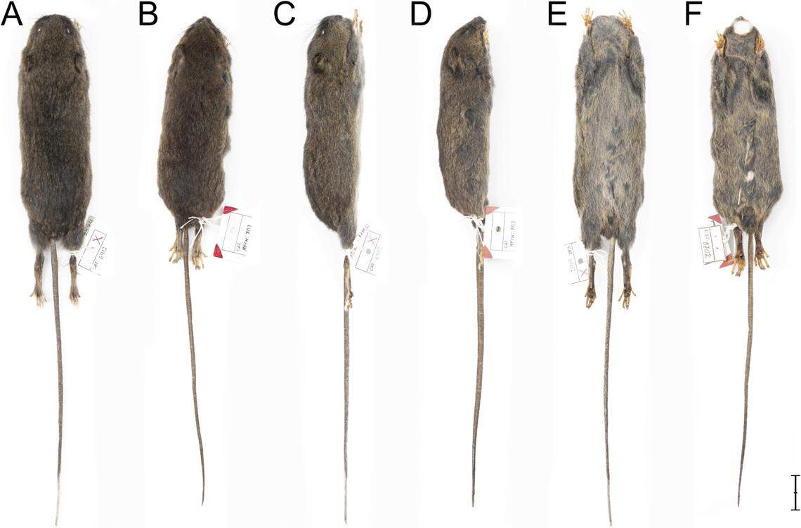 New species of mountain mouse discovered in Ecuador. See it | Miami Herald