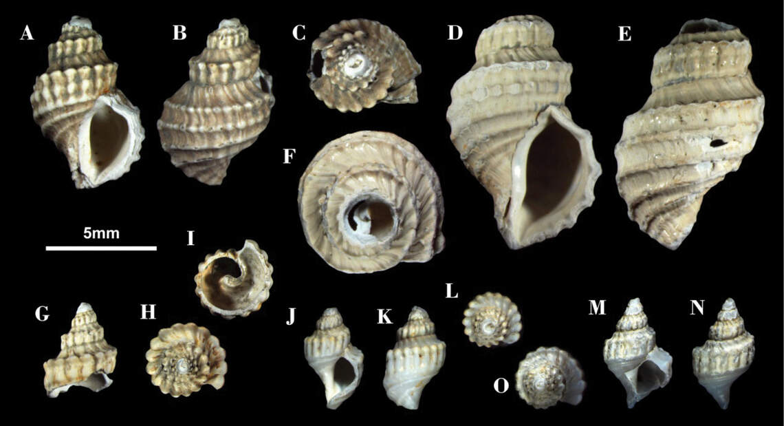 New fossilized species discovered in South China Sea | Miami Herald