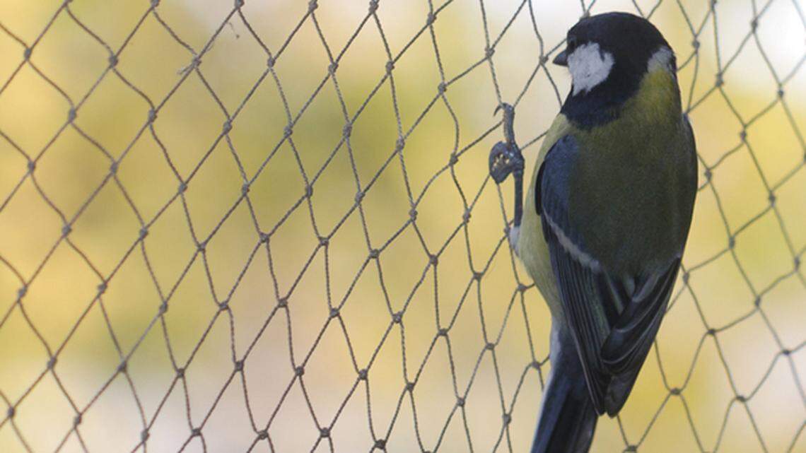 New policy encourages animal cruelty without consequence | Miami Herald