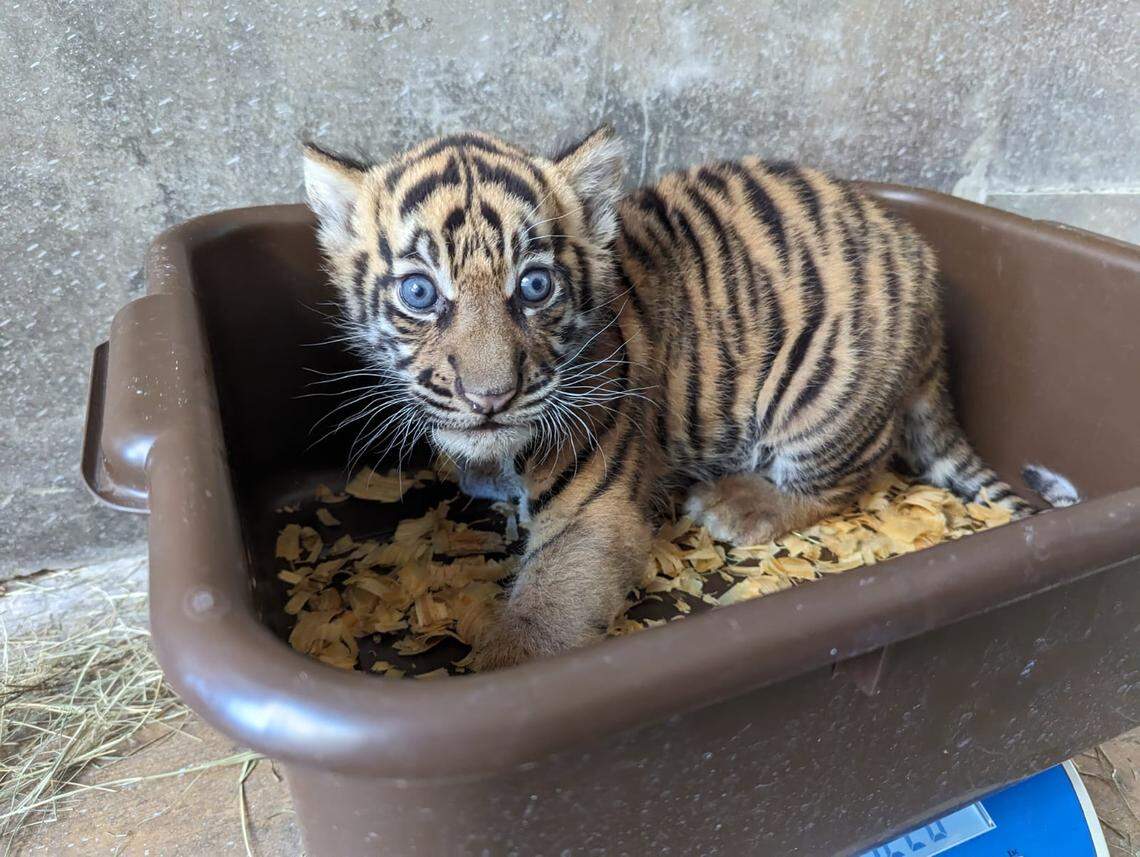 First exam for endangered Sumatran tiger cub born at Zoo Miami | Miami ...