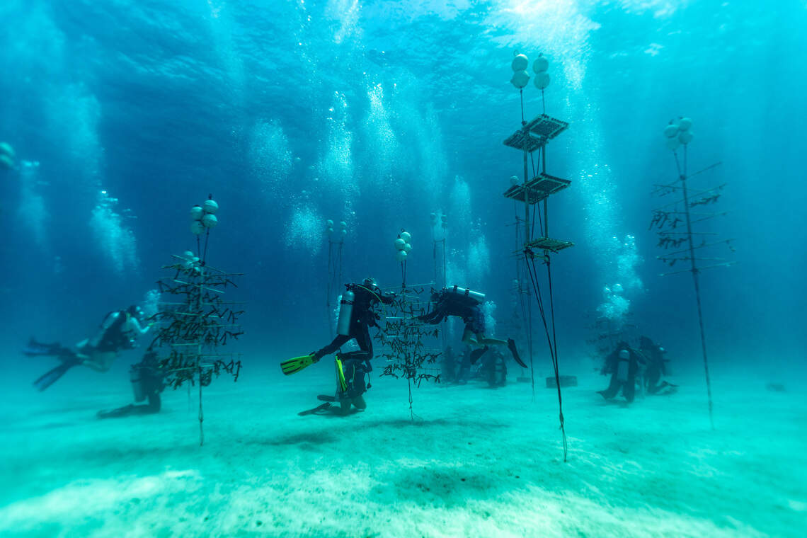 Florida corals doing better than last summer, scientists say | Miami Herald