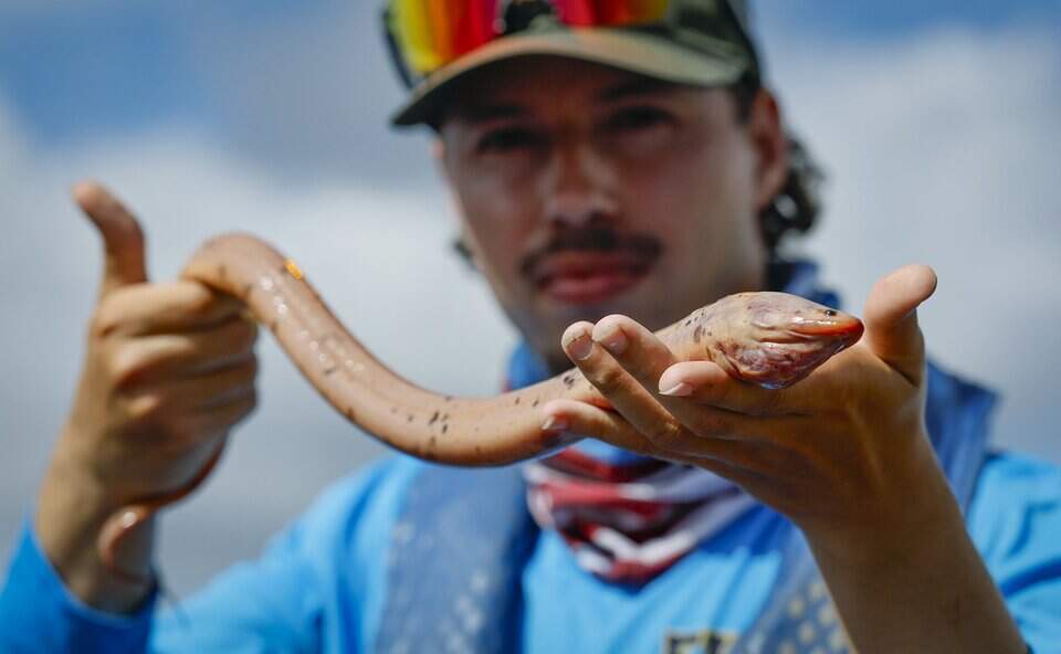 Asian swamp eel poses invasive new threat to Florida Everglades | Miami ...