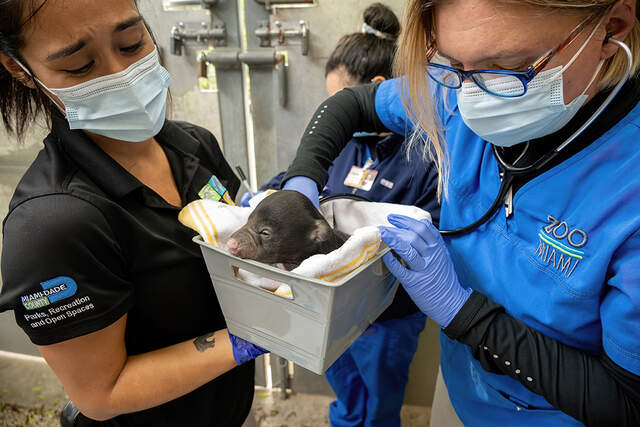 Zoo Miami welcomes sloth cubs, posts neonatal exam photos | Miami Herald