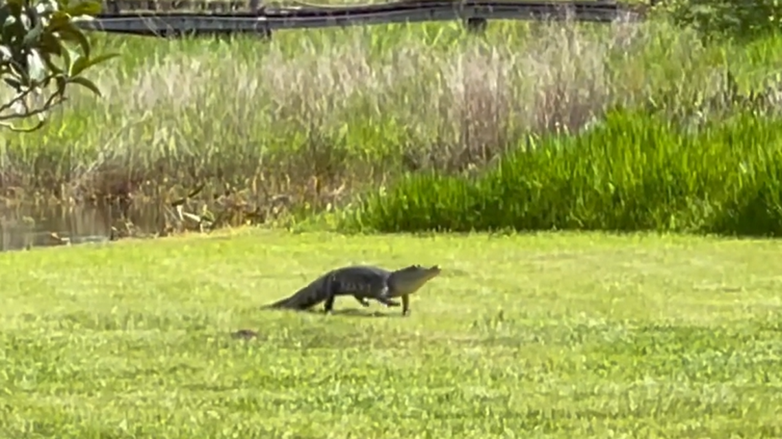 Video: Watch frightened Florida alligator run from homeowner | Miami Herald