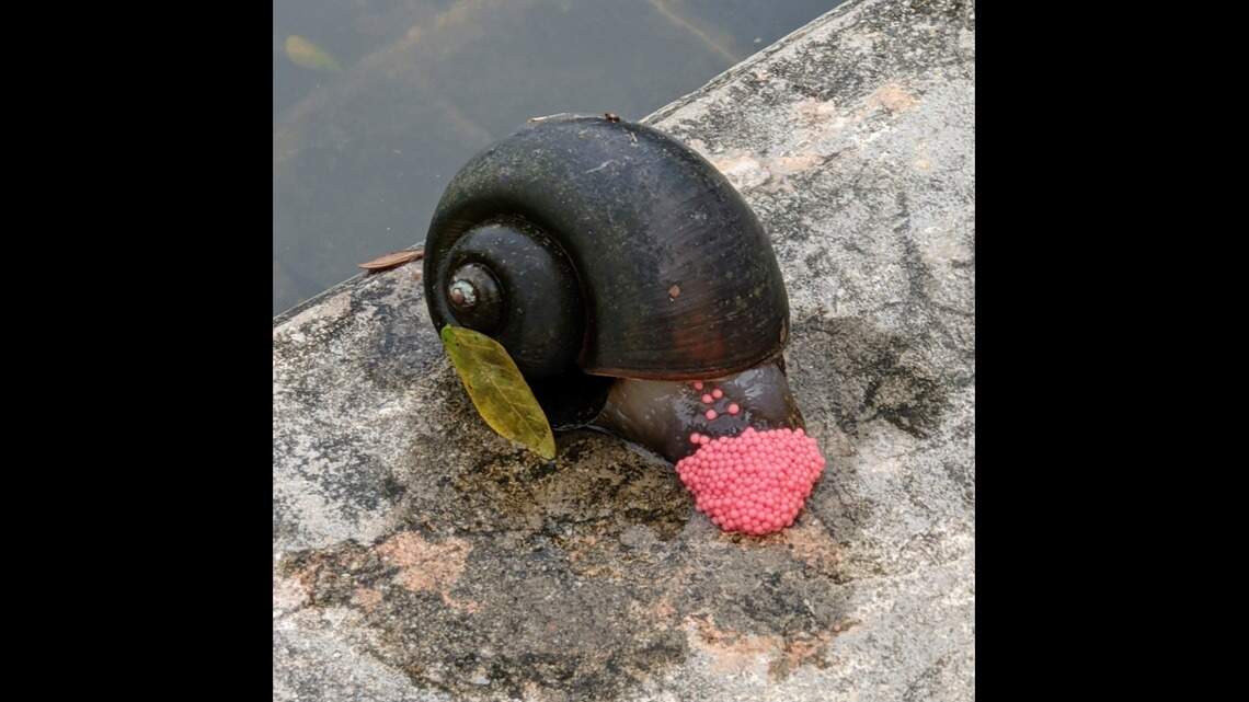 Louisiana officials warn cooks about eating invasive snails | Miami Herald