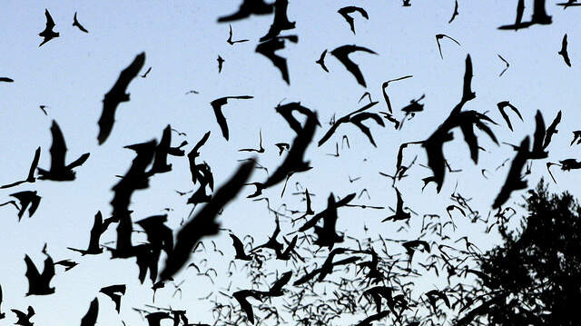 Here’s what to do if bats invade your South Carolina home | The State