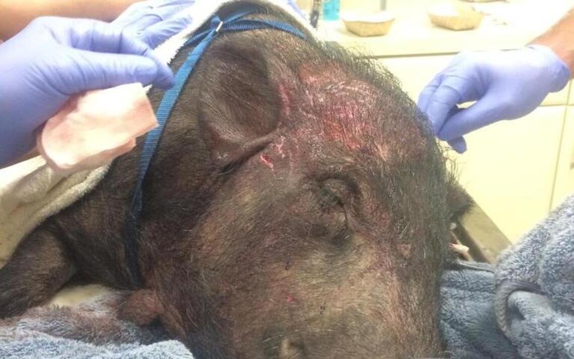 Injured pet pig is hospitalized after found loose with pit bulls from ...