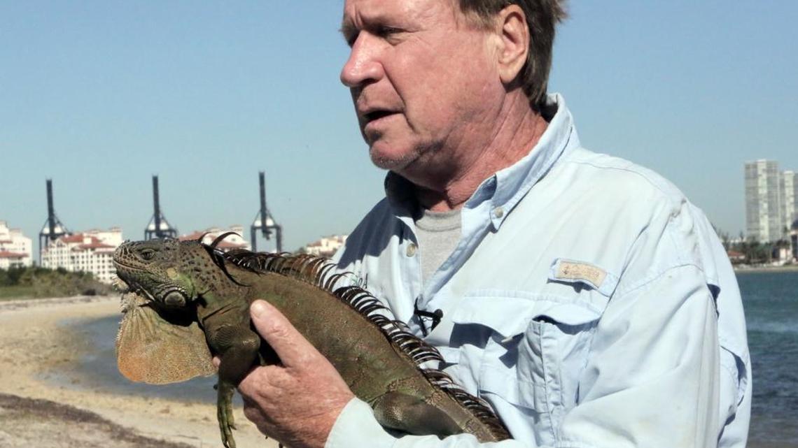 Overrun by iguana, Florida hires a trapper for the Keys | Miami Herald