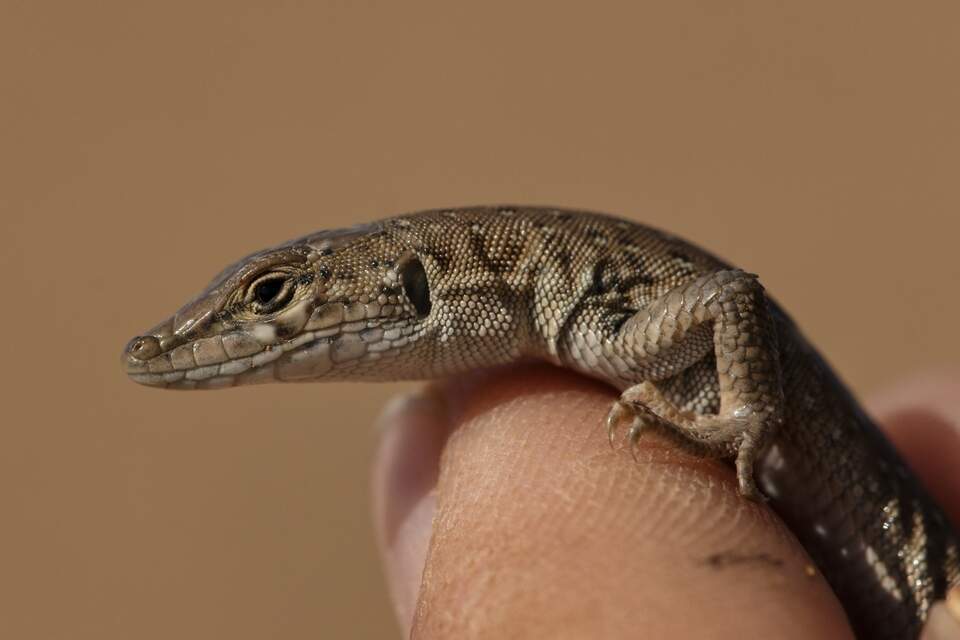 New species of ‘cryptic’ lizard discovered in Saudi Arabia | Miami Herald