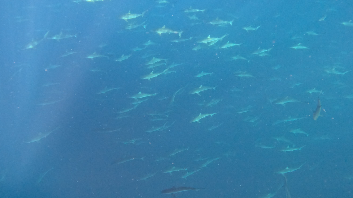 Hundreds of silky sharks seen gathering off Brazil: video | Miami Herald